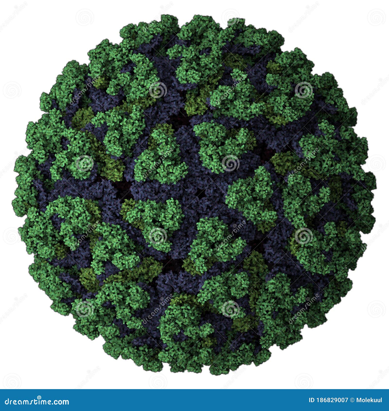 Chikungunya Virus. Causes Chikungunya Disease. Transmitted by Aedes ...