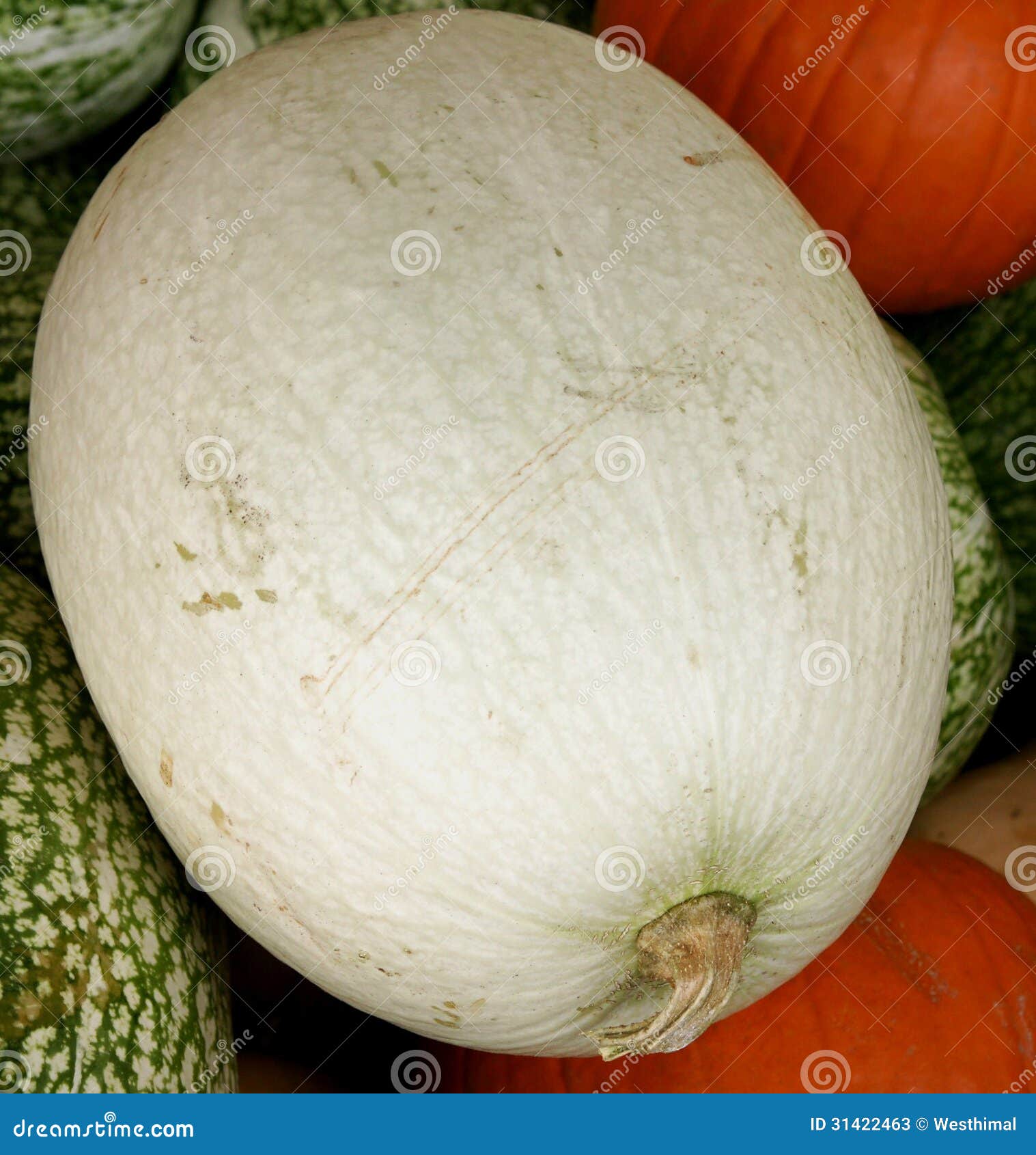 Chilacayote blanco imagen de archivo. Imagen de piel - 31422463