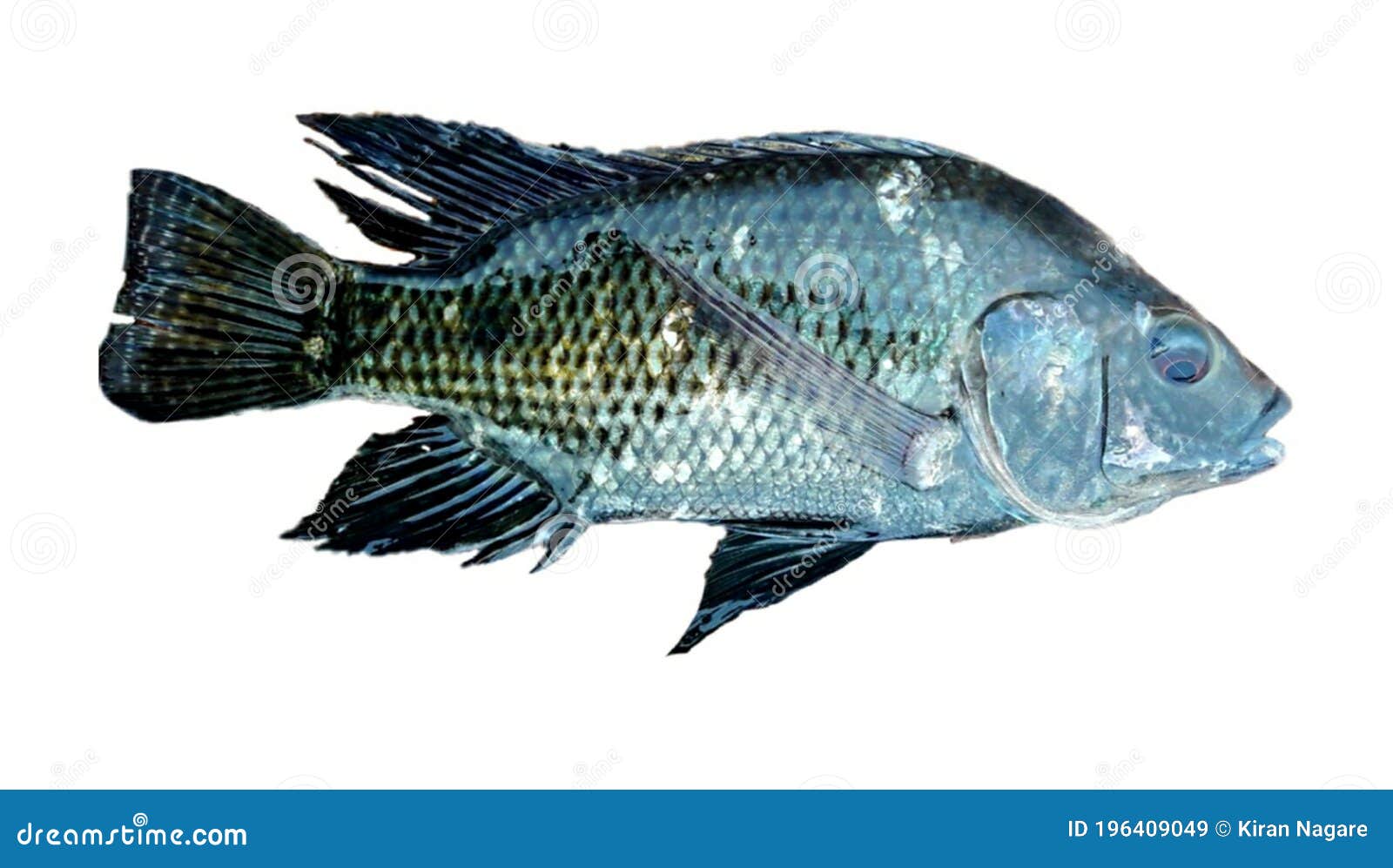 Chilapi fish Maharashtra stock image. Image of black - 196409049