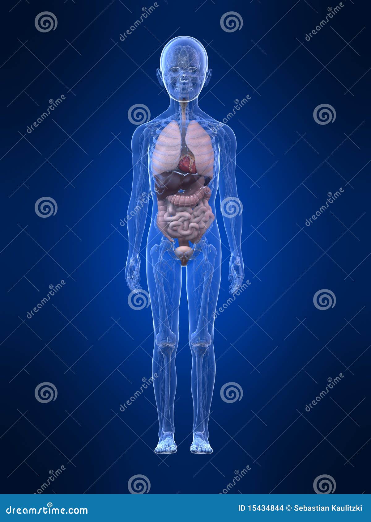 Child Anatomy -. Boy Royalty-Free Illustration | CartoonDealer.com ...