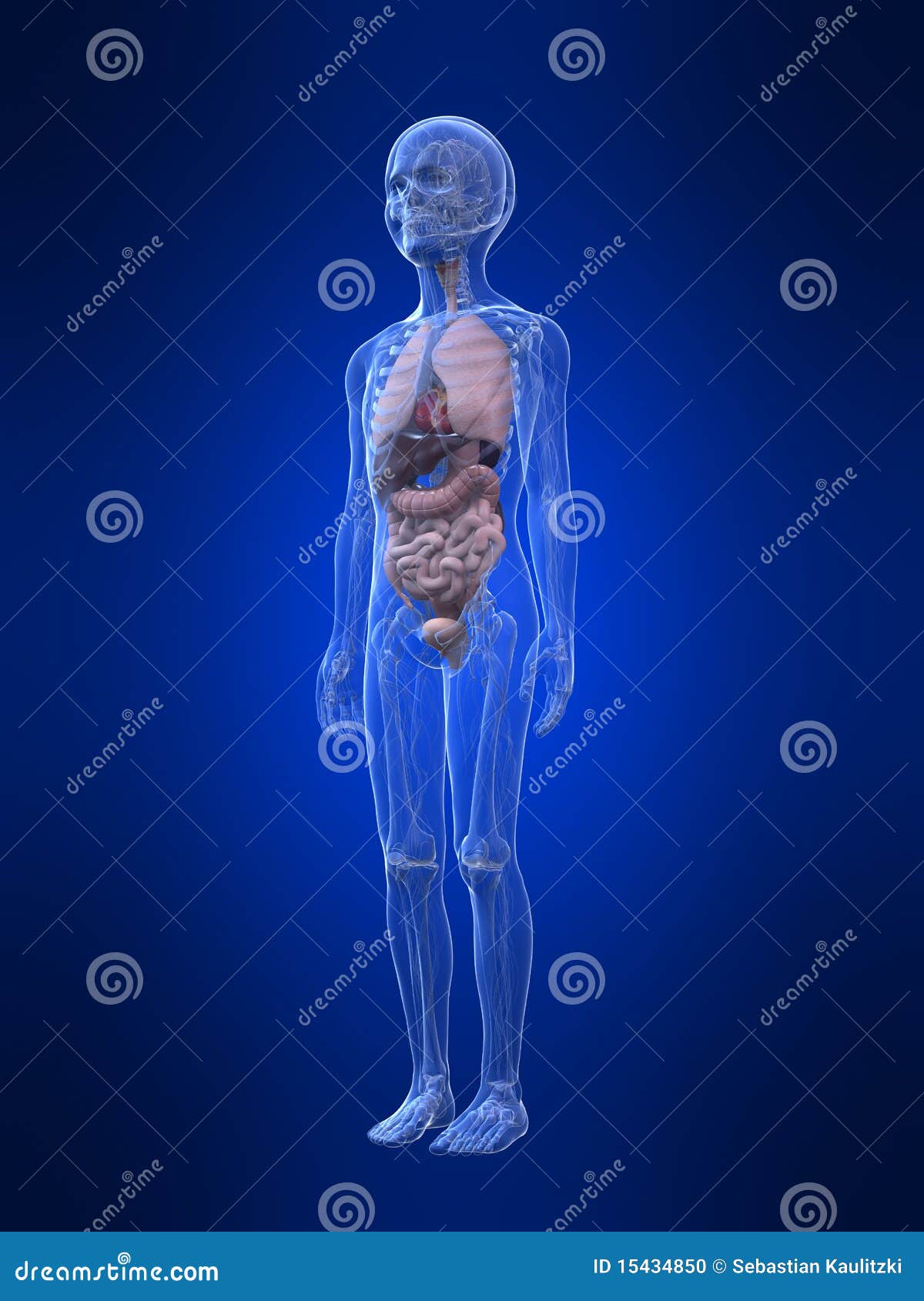 Child Anatomy -. Boy Royalty-Free Illustration | CartoonDealer.com ...
