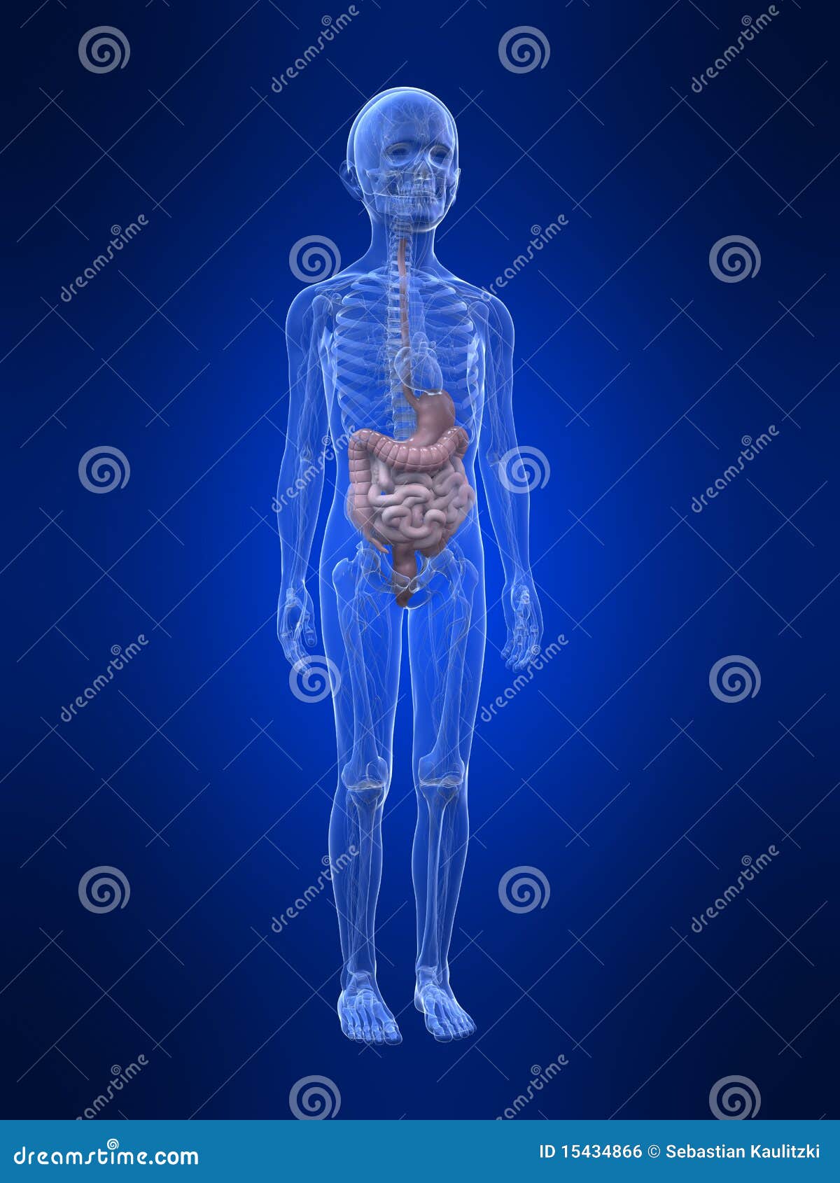 Child anatomy - boy stock illustration. Illustration of science - 15434866