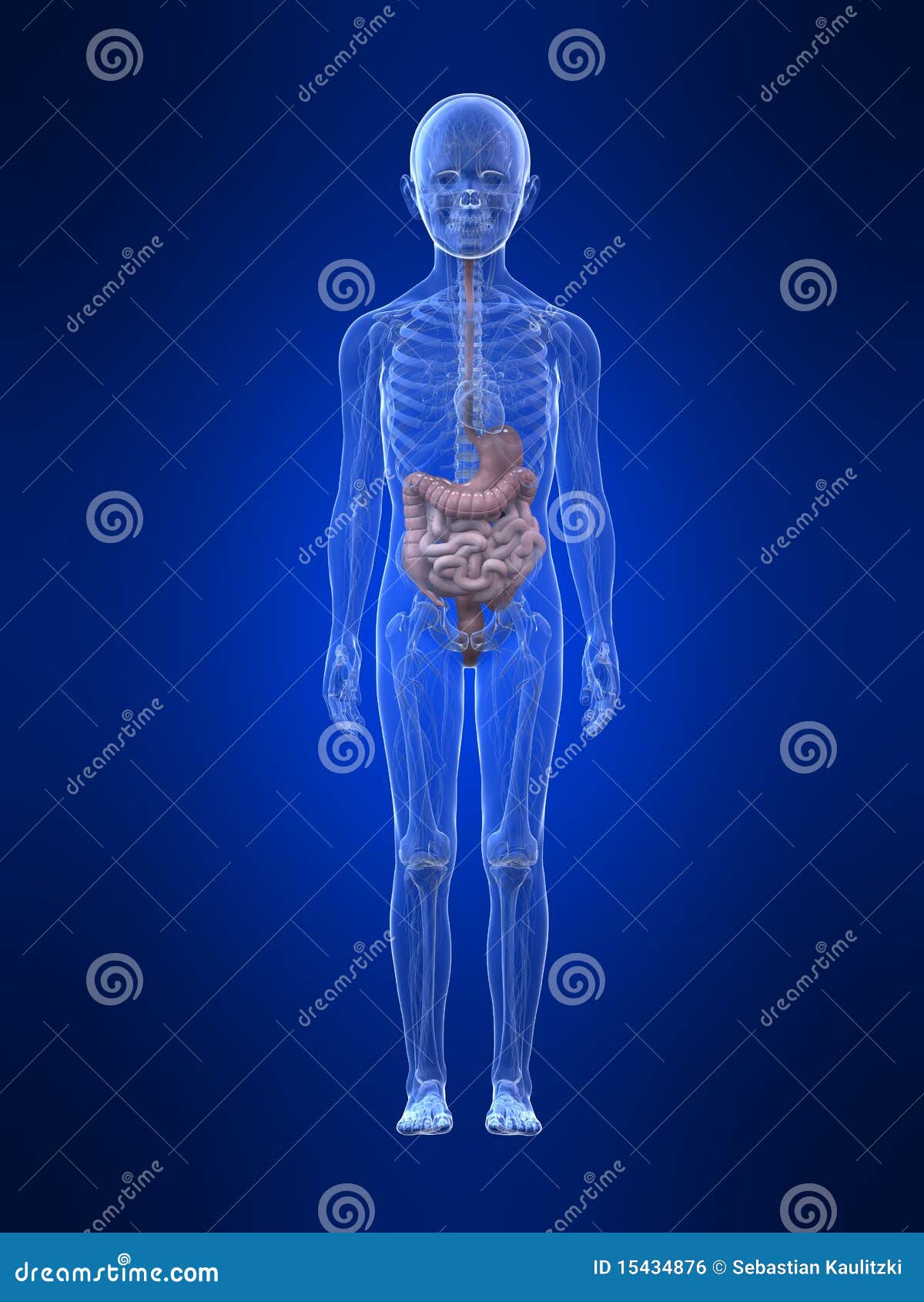 Child Anatomy - Boy Royalty Free Stock Image - Image: 15434876