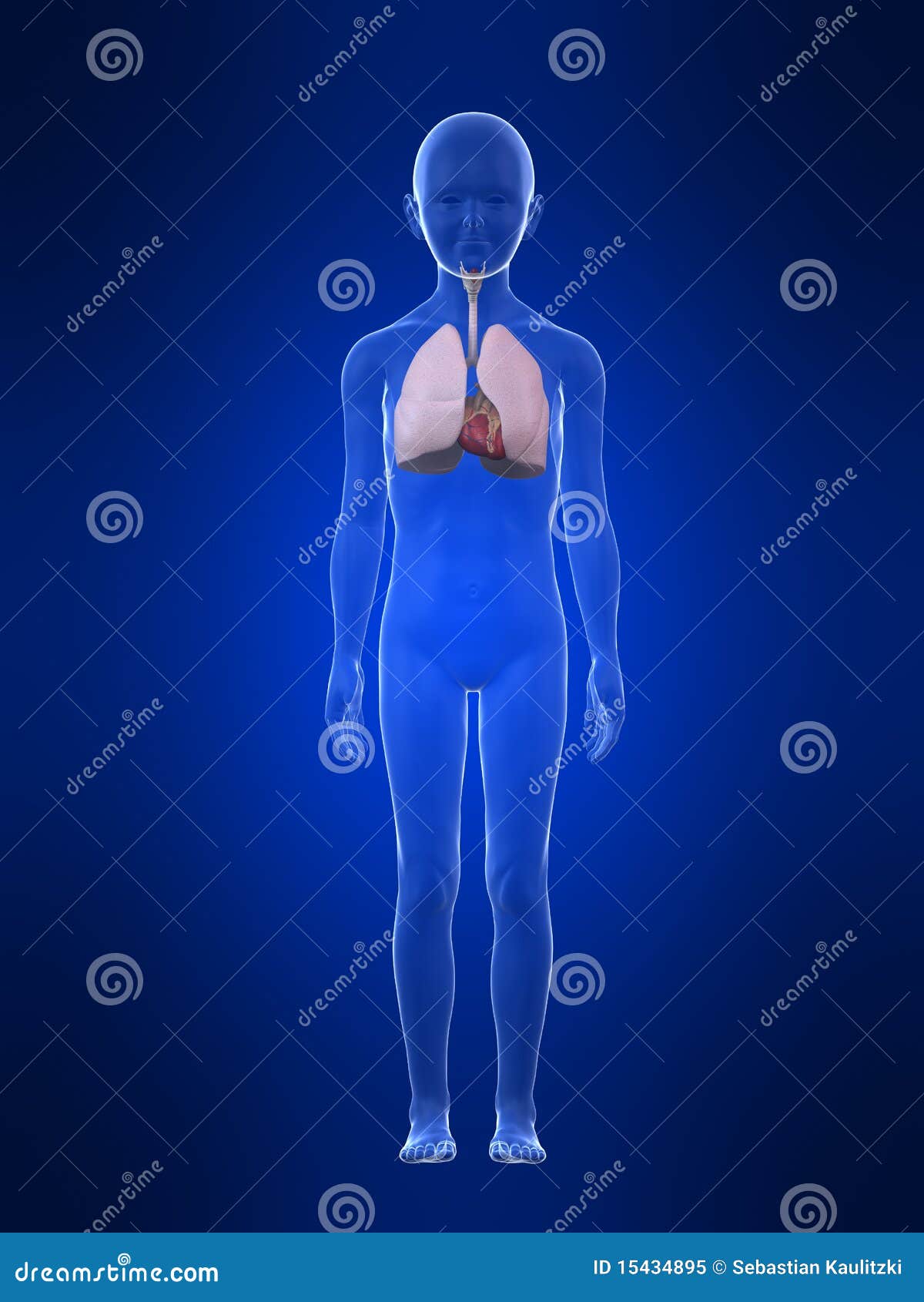 Child Anatomy -. Boy Royalty-Free Illustration | CartoonDealer.com ...