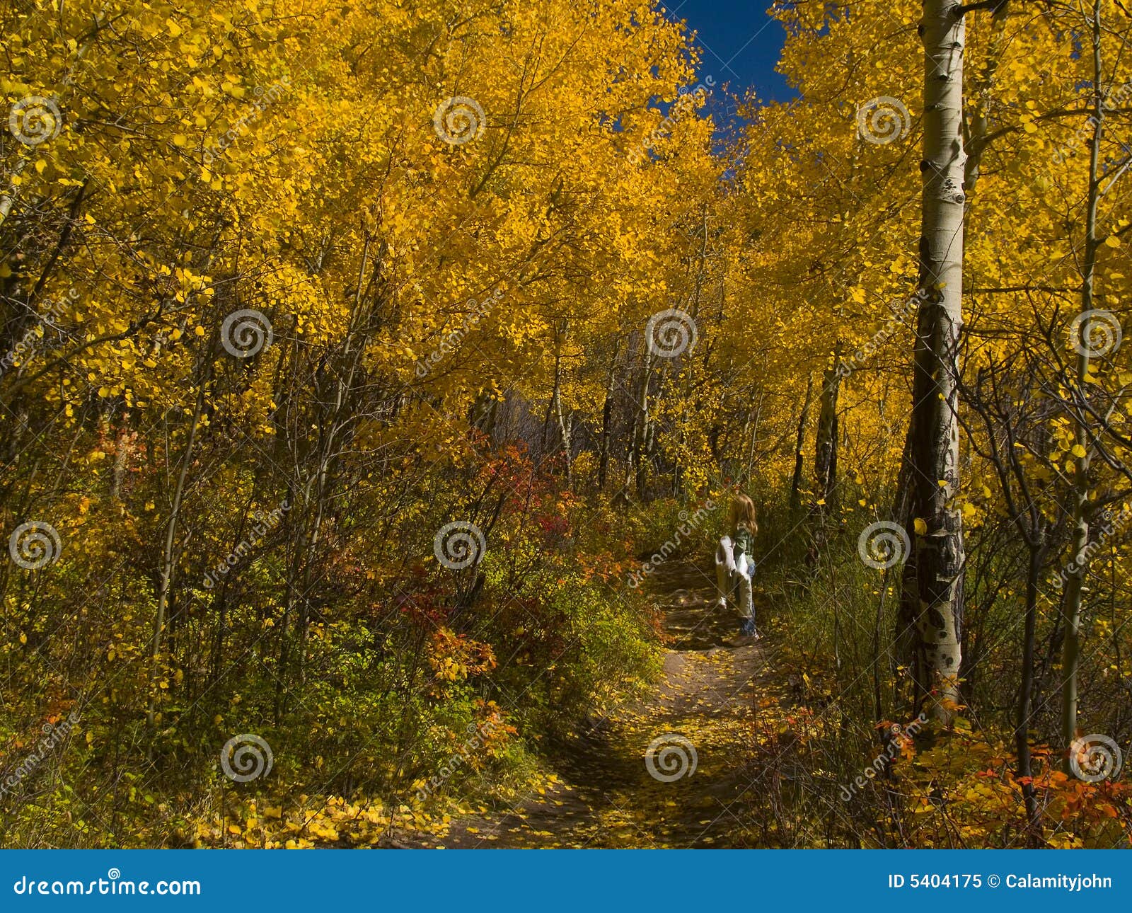 Child in Awe of Autumn stock image. Image of gold, grove - 5404175
