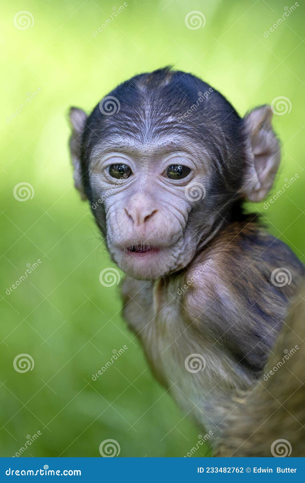 Child of Barbary Macaque Macaca Sylvanus Stock Photo - Image of ...