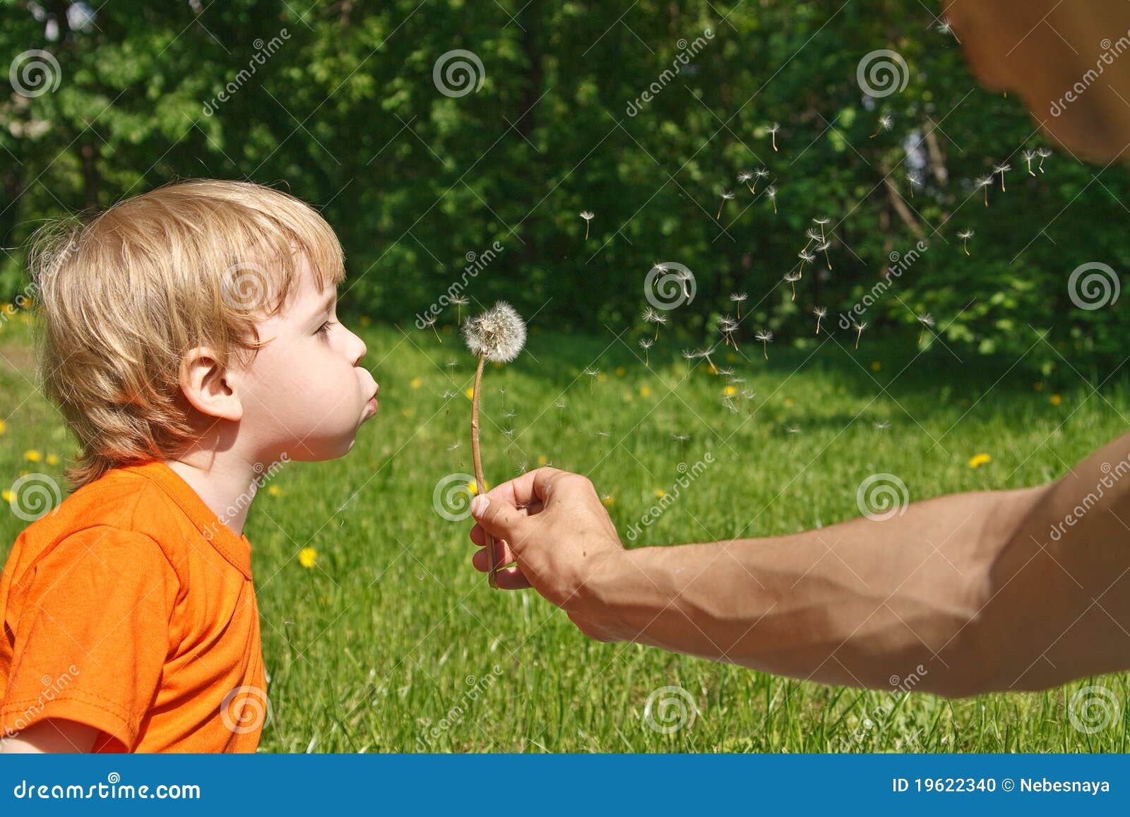 Child blowing dandelion stock photo. Image of adorable - 19622340
