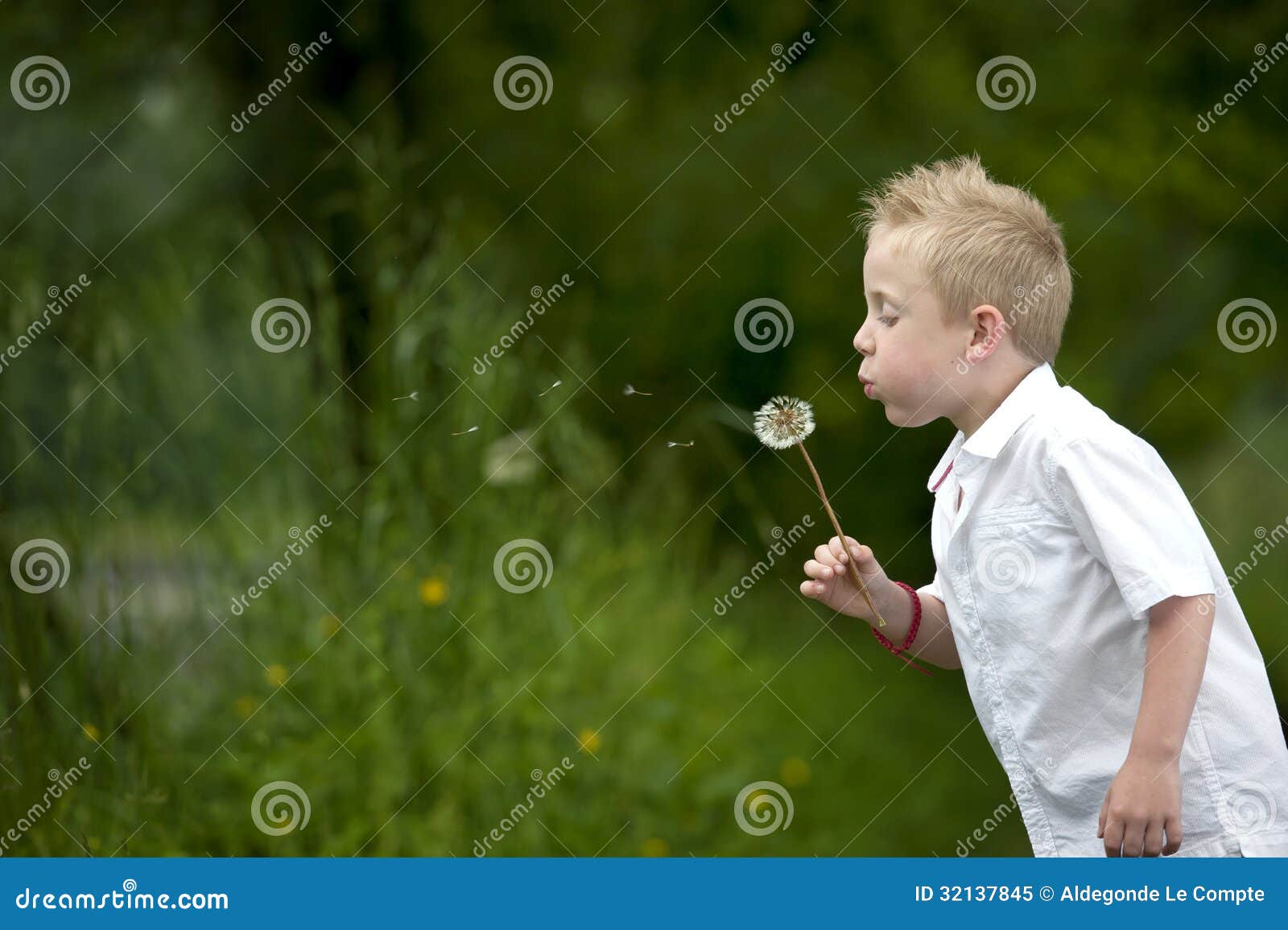 Child blowing a dandelion stock image. Image of adorable - 32137845