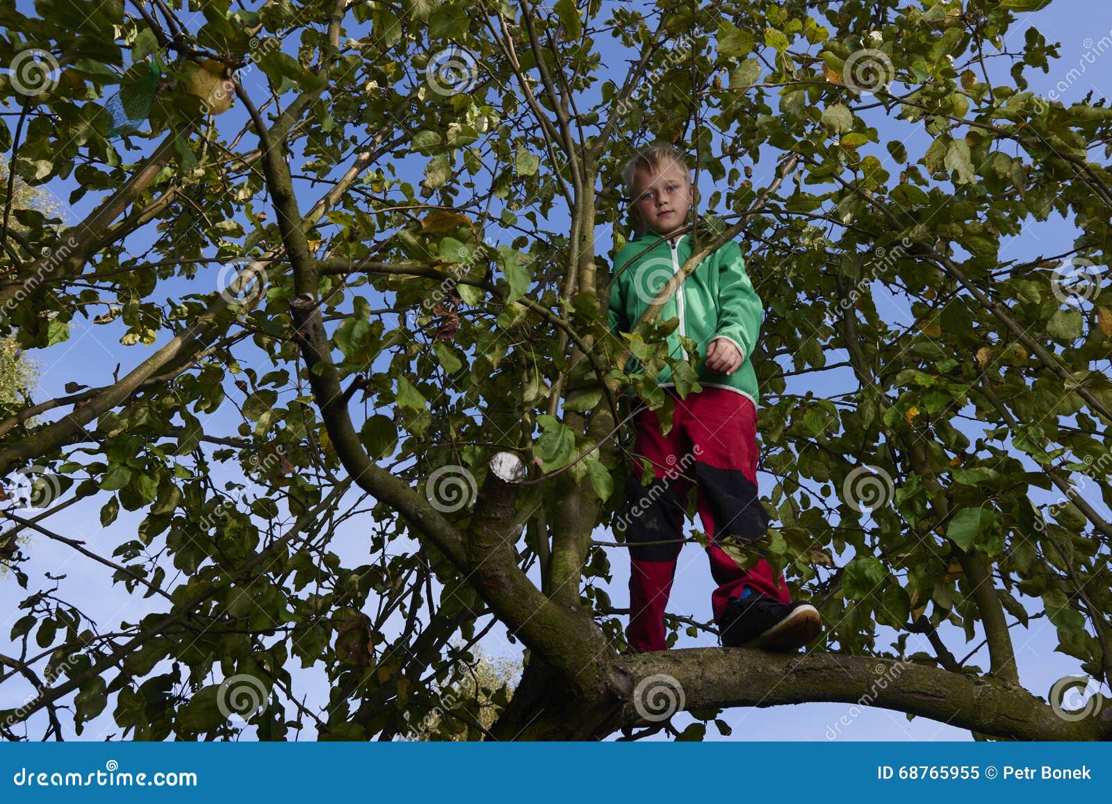 Child Boy on Apple Tree Climbing. Stock Image - Image of climb ...