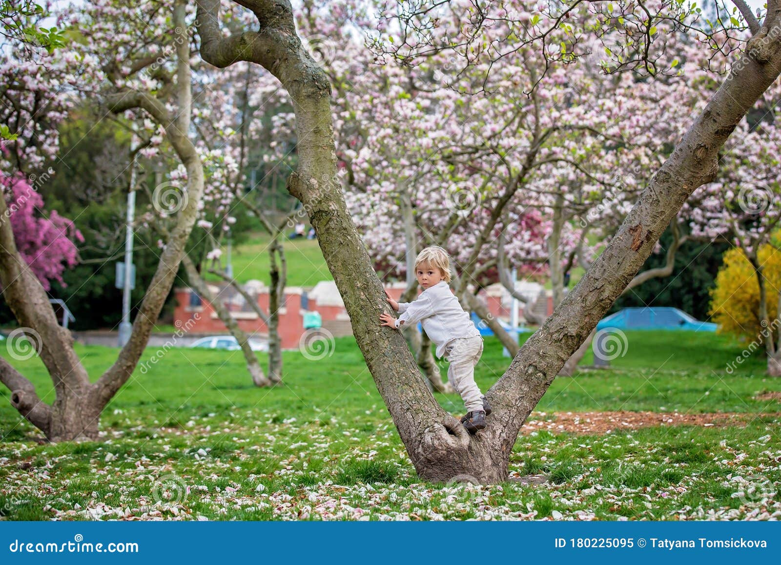 Child, Boy in Spring Park with Blooming Magnolia Trees Stock Image ...