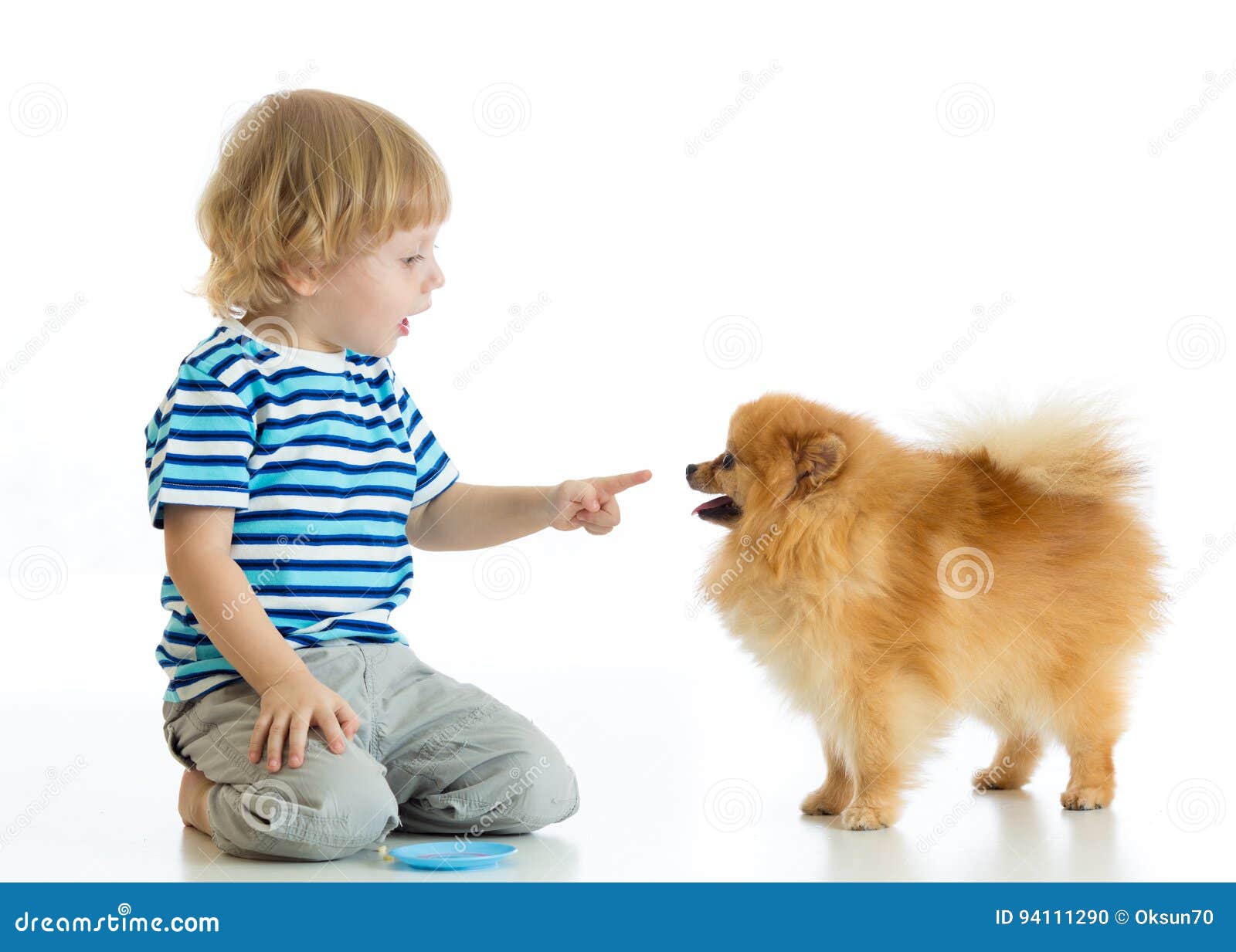 How To Train A Spitz Dog