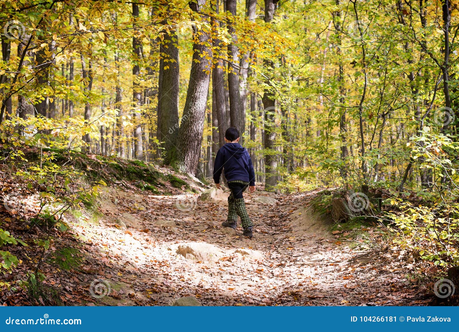 Child walking in a forest stock image. Image of forest - 104266181