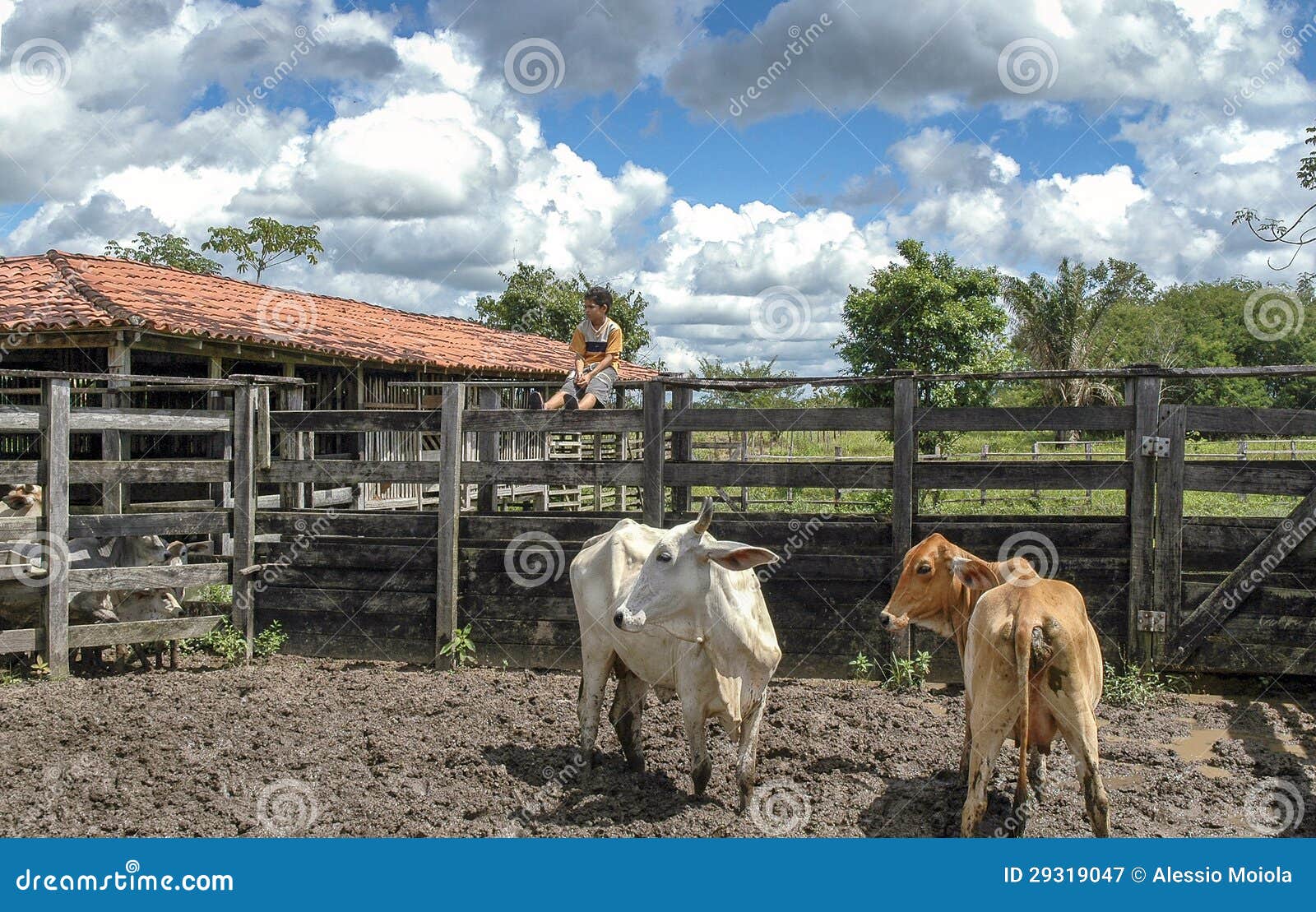 Child of a Brazilian farm editorial photography. Image of brazil - 29319047
