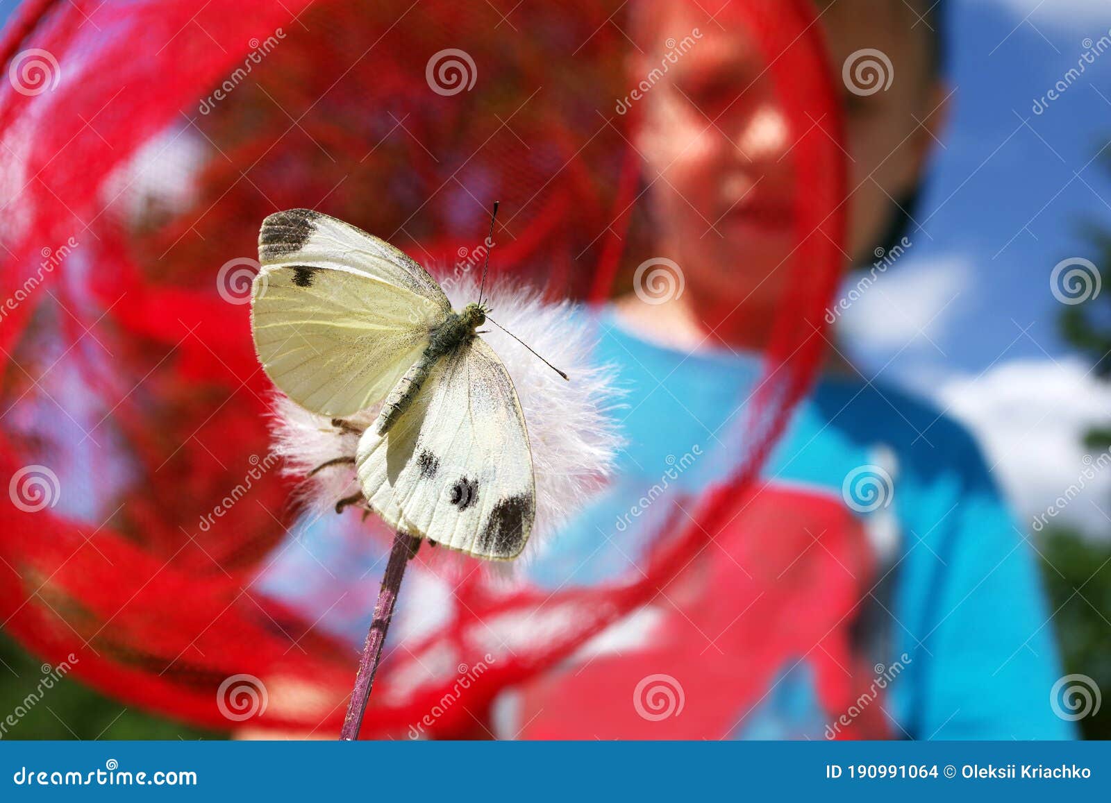 Child and Butterfly. Boy Catches a Butterfly with a Butterfly Net ...