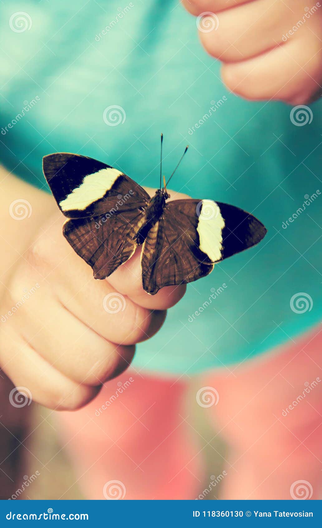Child with a butterfly. stock photo. Image of hold, copy - 118360130