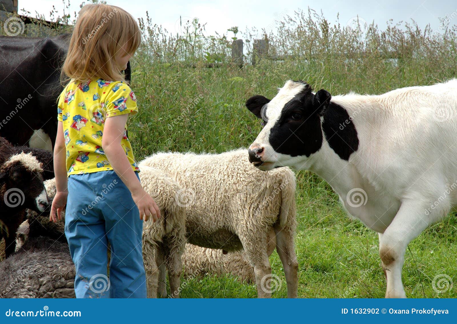 Child and calf stock photo. Image of girl, black, animal - 1632902