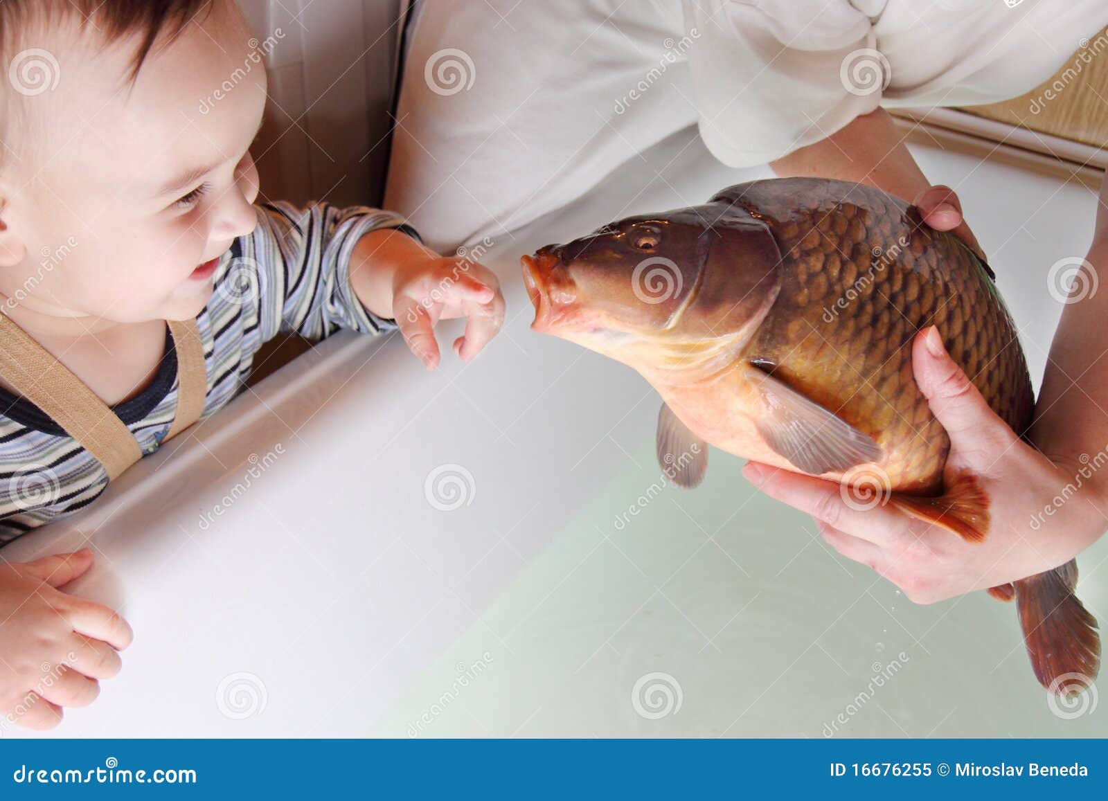 Child and carp stock image. Image of carpio, hand, bite - 16676255