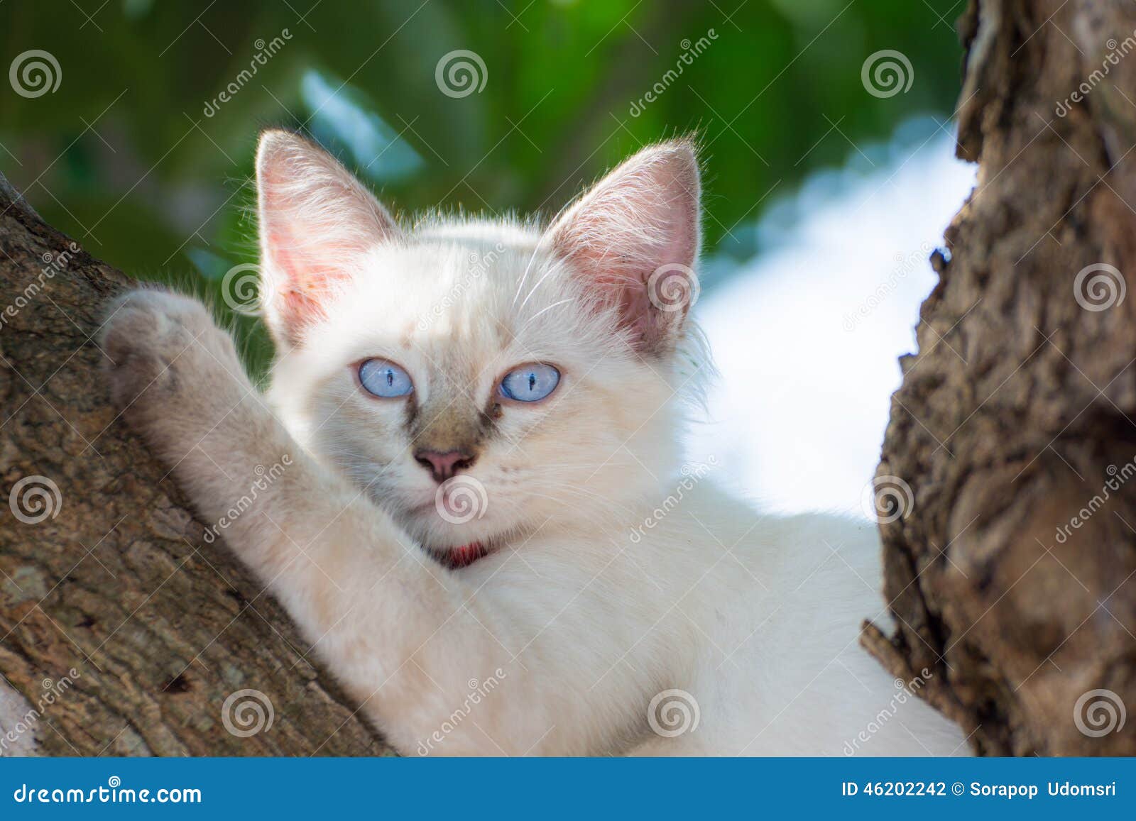 Child cat blue eye on tree stock photo. Image of tree - 46202242