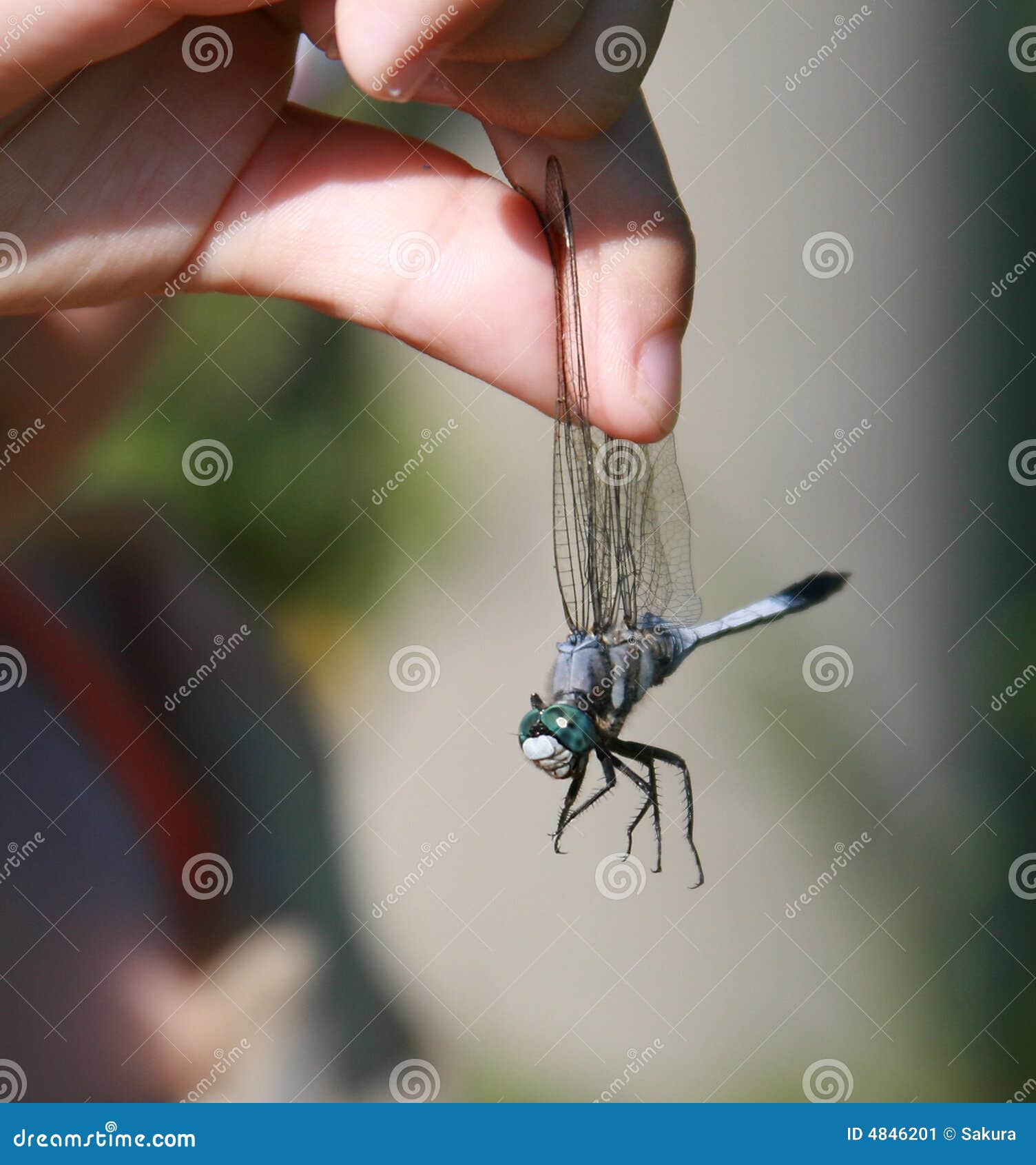 Child catched dragonfly stock image. Image of insects - 4846201