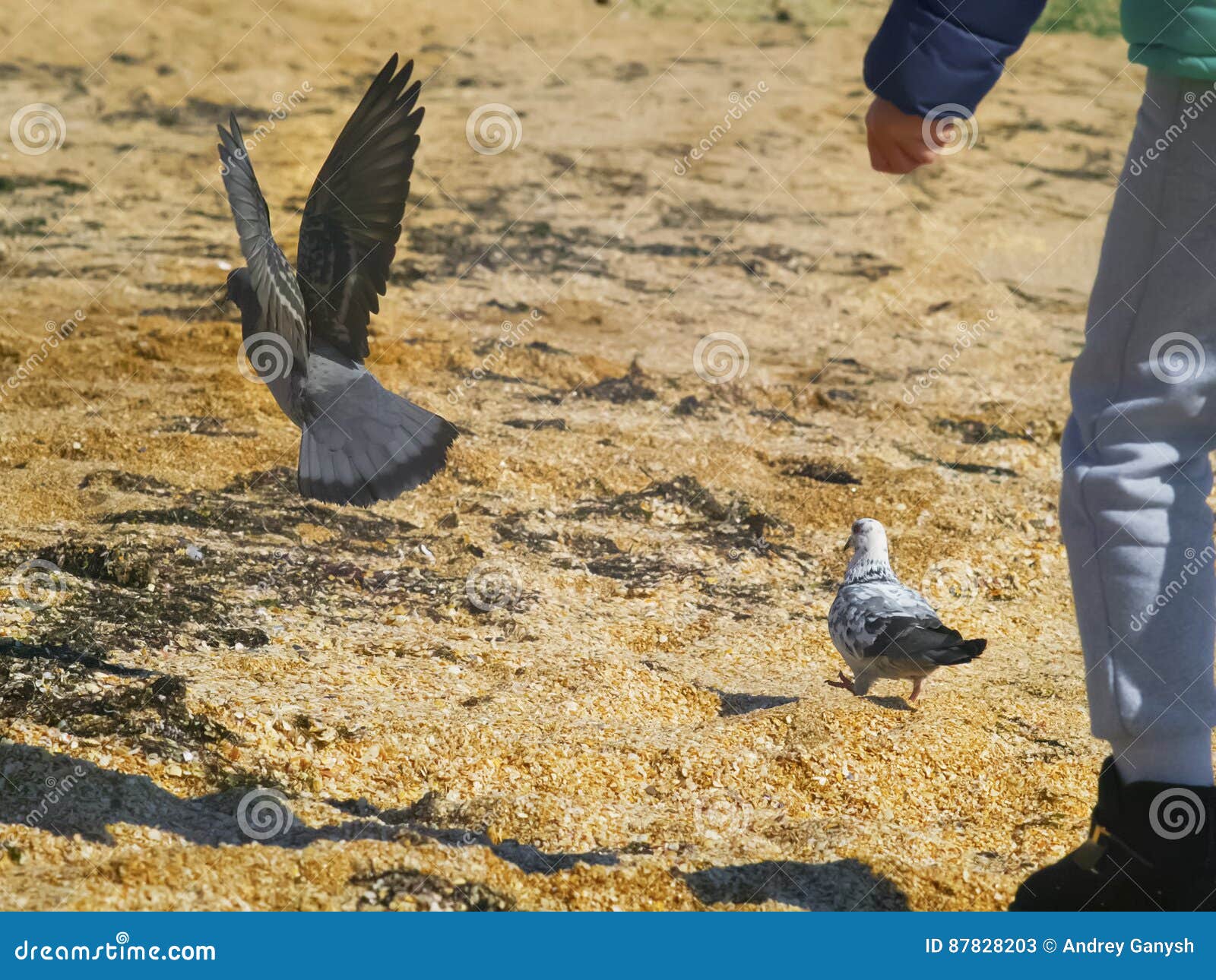 Child Chasing Pigeons on the Beach Stock Image - Image of ocean, coast ...