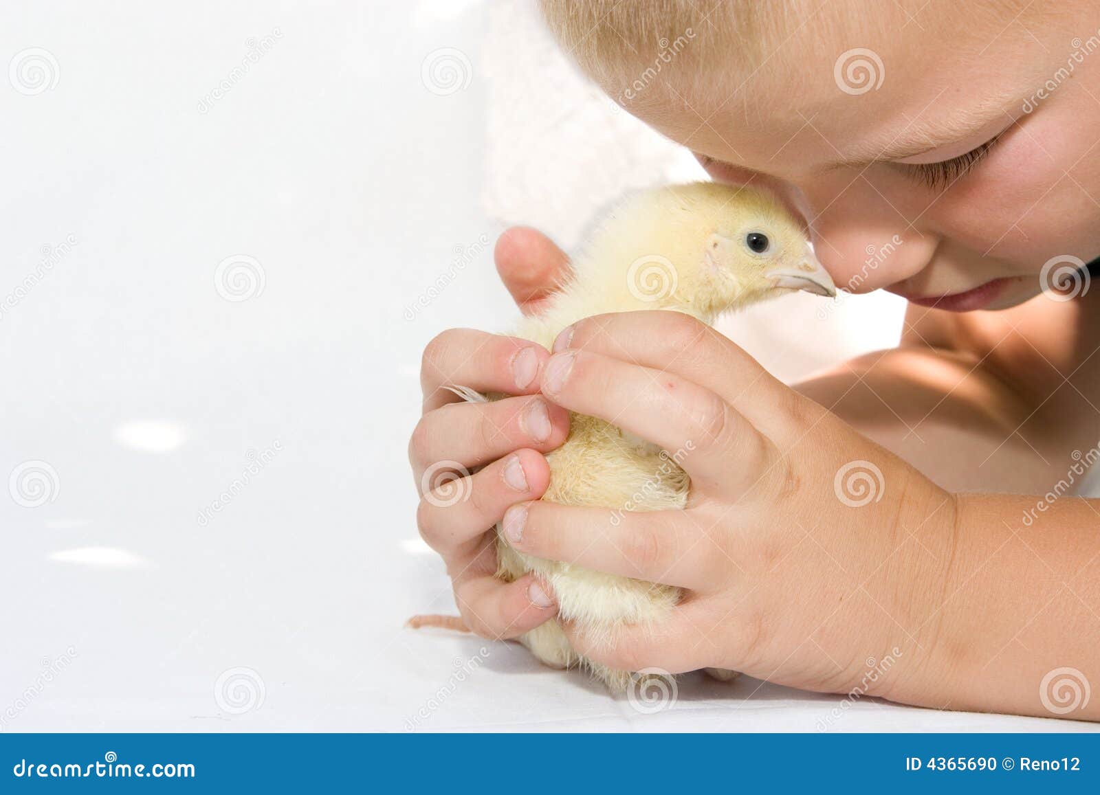 Child and chicken stock photo. Image of yellow, chicks - 4365690