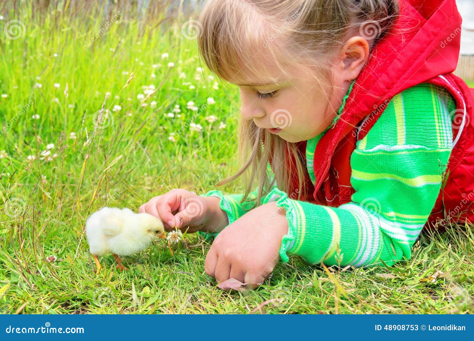 The child with a chicken stock image. Image of feather - 48908753