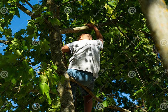 The Child Climbed a Tree. a Child Climbed a Maple Tree in the Village ...
