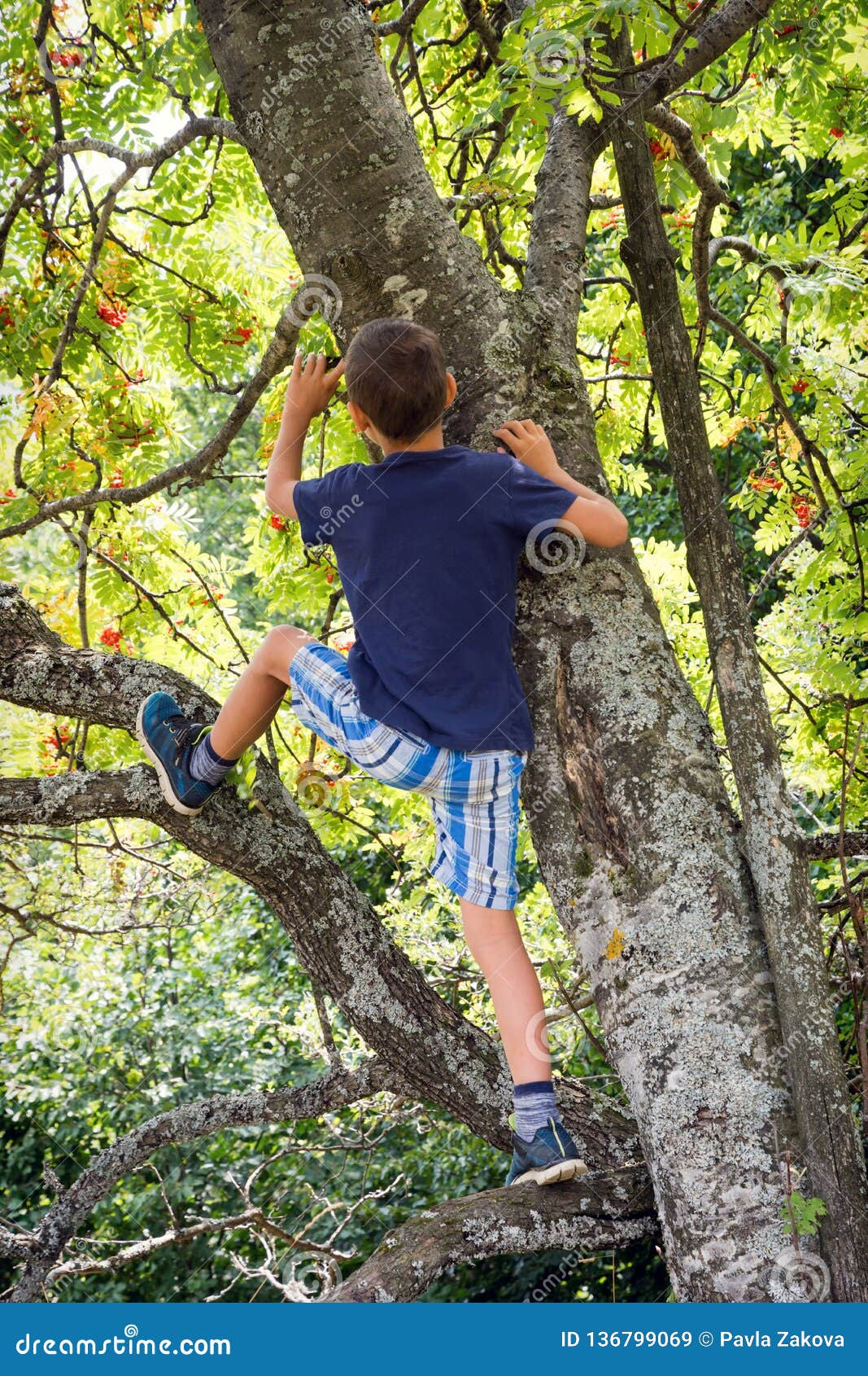 Child climbing tree stock image. Image of nature, park - 136799069 Child climbing tree stock image. Image of nature, park - 136799069