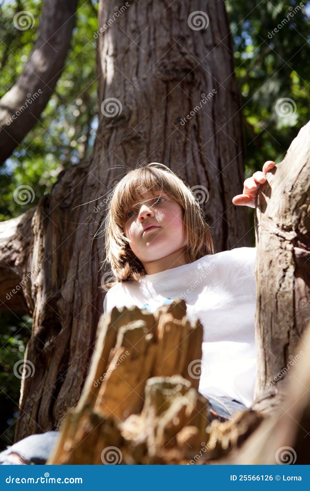 Child Climbing Tree Forest Stock Photo | CartoonDealer.com #25566126