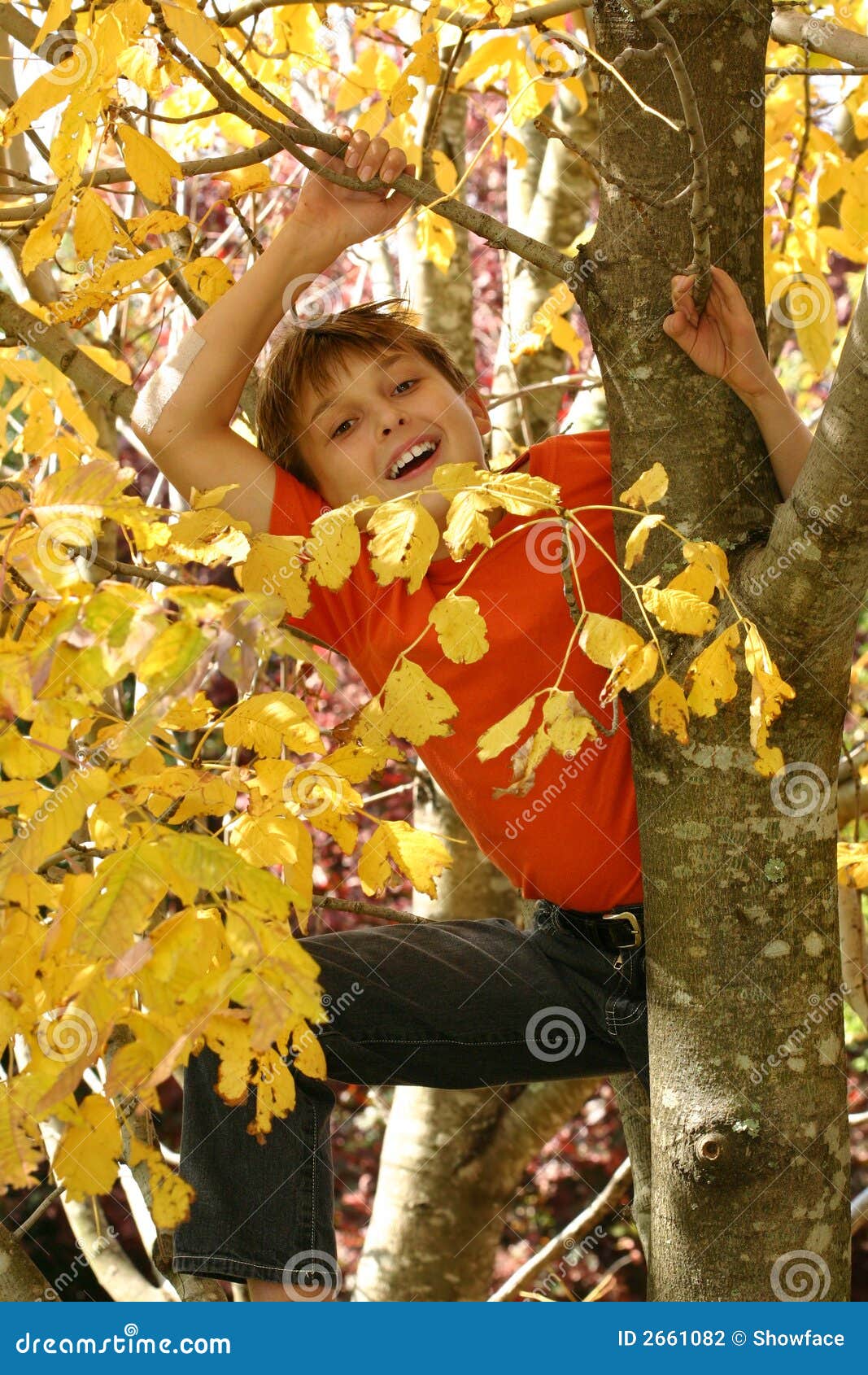 Child climbing up a tree stock photo. Image of ltkidspics - 2661082