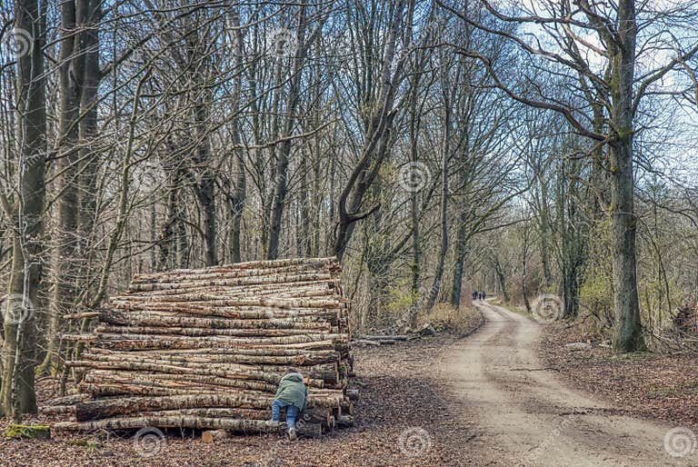 Child Climbs Up Pile of Bare Logs or Bundle by a Beaten Path or Track ...