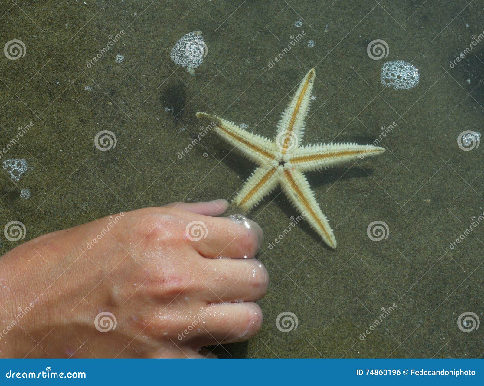 Child Collects a Large Starfish on the Shore Stock Photo - Image of ...