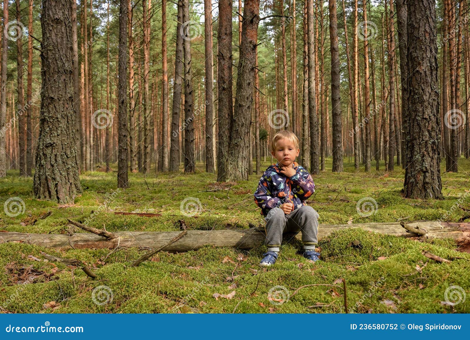 A Child in a Coniferous Forest, a Pine Forest, a Child among Tree ...