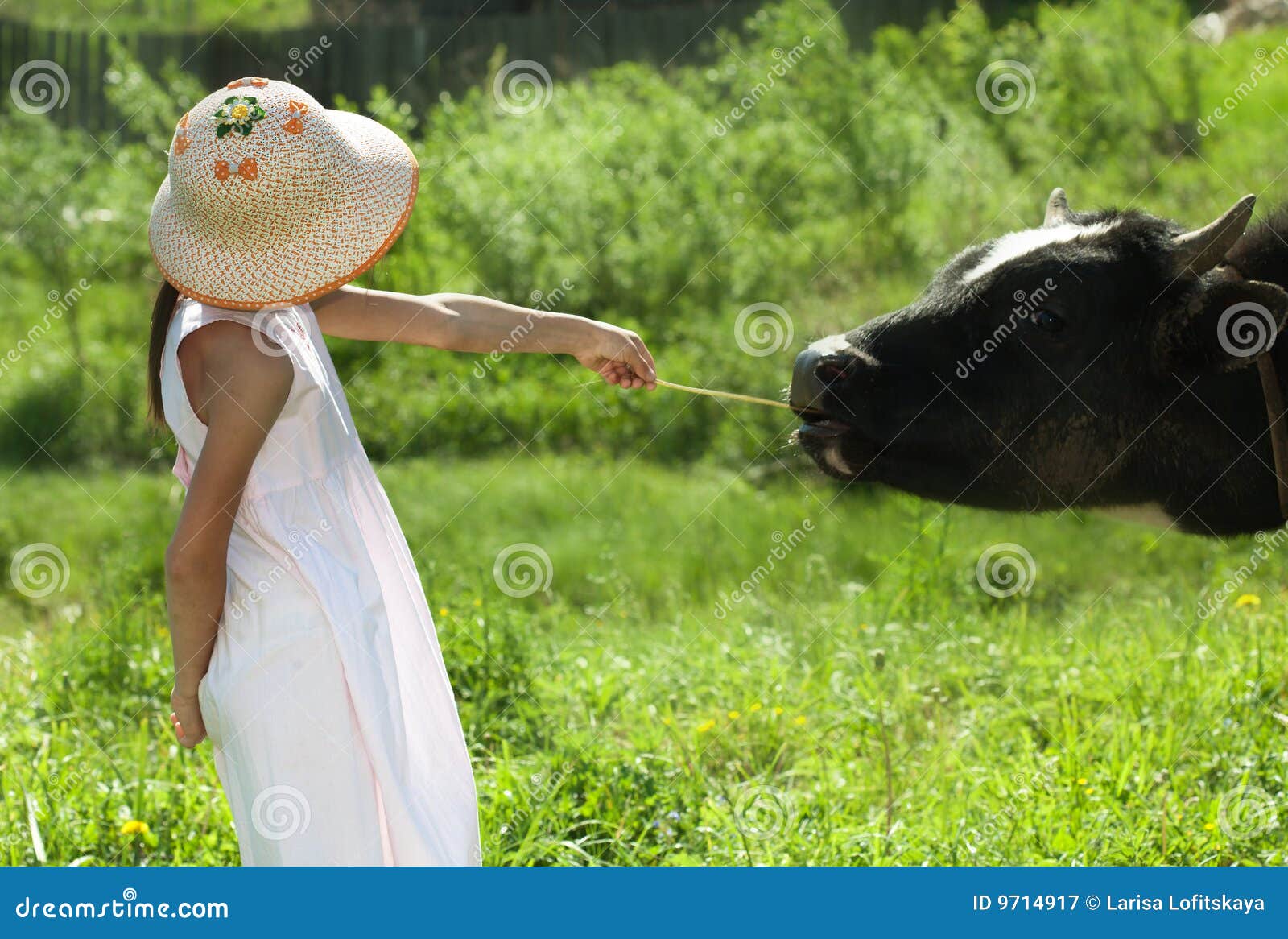 Child and cow stock image. Image of farm, childhood, innocence - 9714917