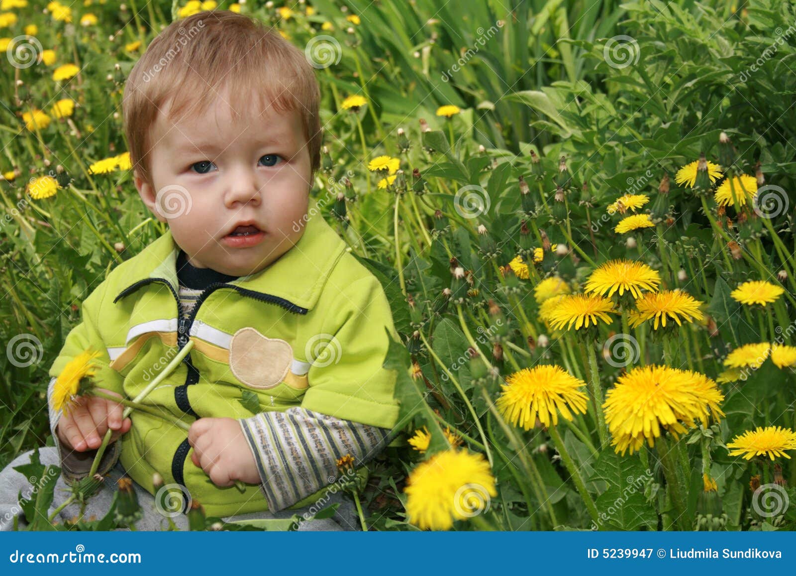 Child with the dandelion stock image. Image of life, health - 5239947
