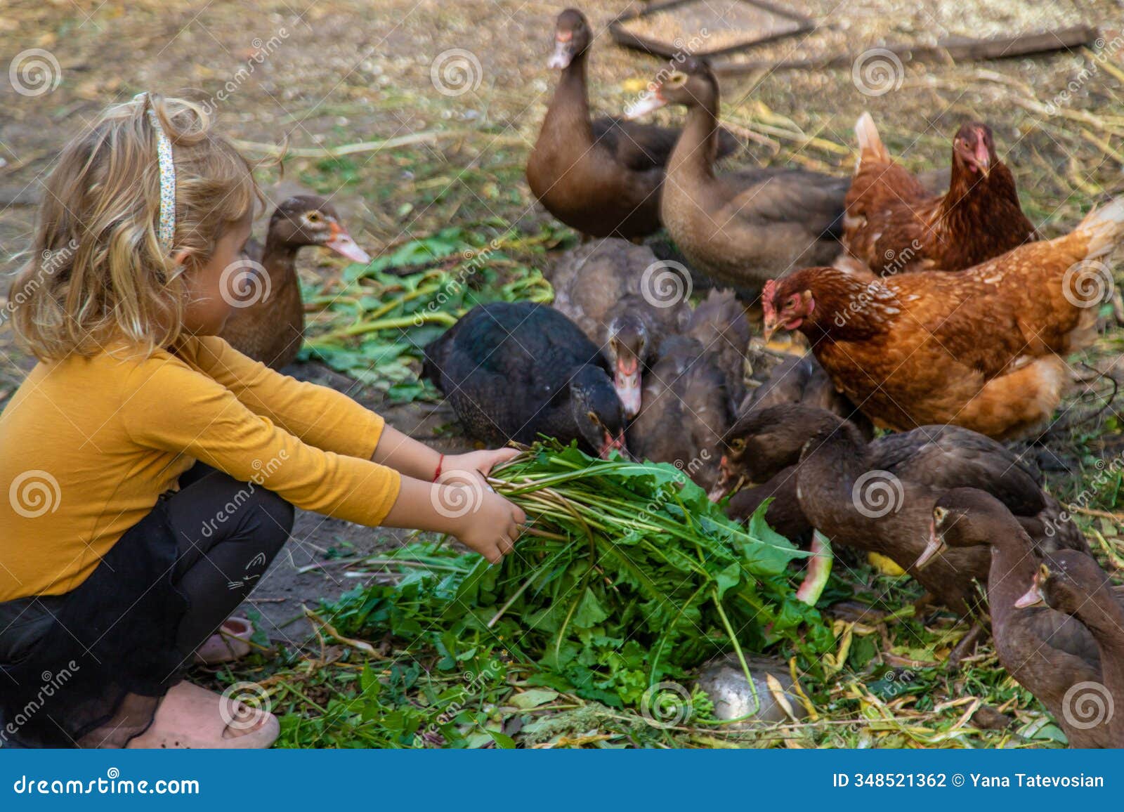 Child with Ducks and Chickens. Selective Focus Stock Photo - Image of ...