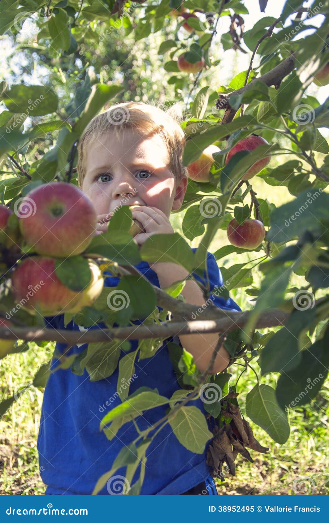 Child eating apple stock image. Image of bite, fruit - 38952495