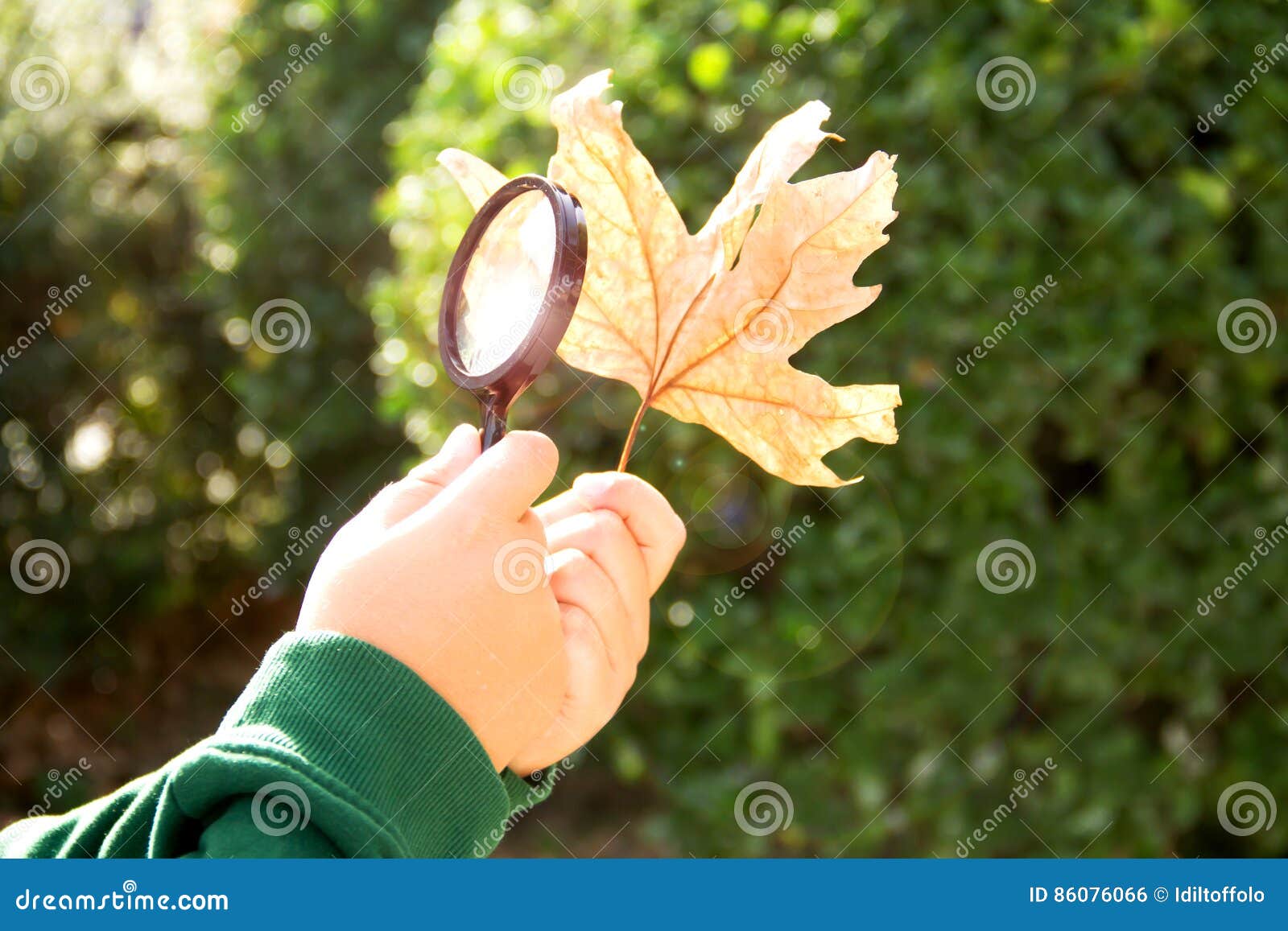 The Child Examines The Human Structure Through A Magnifying Glass ...