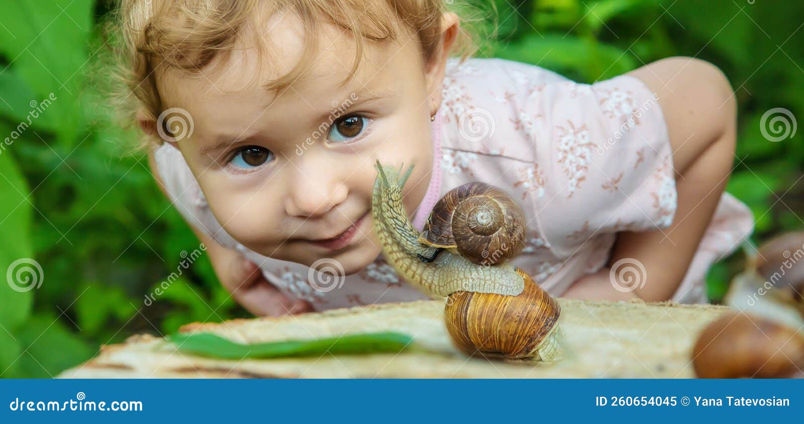 The Child Examines the Snails on the Tree. Selective Focus Stock Image ...