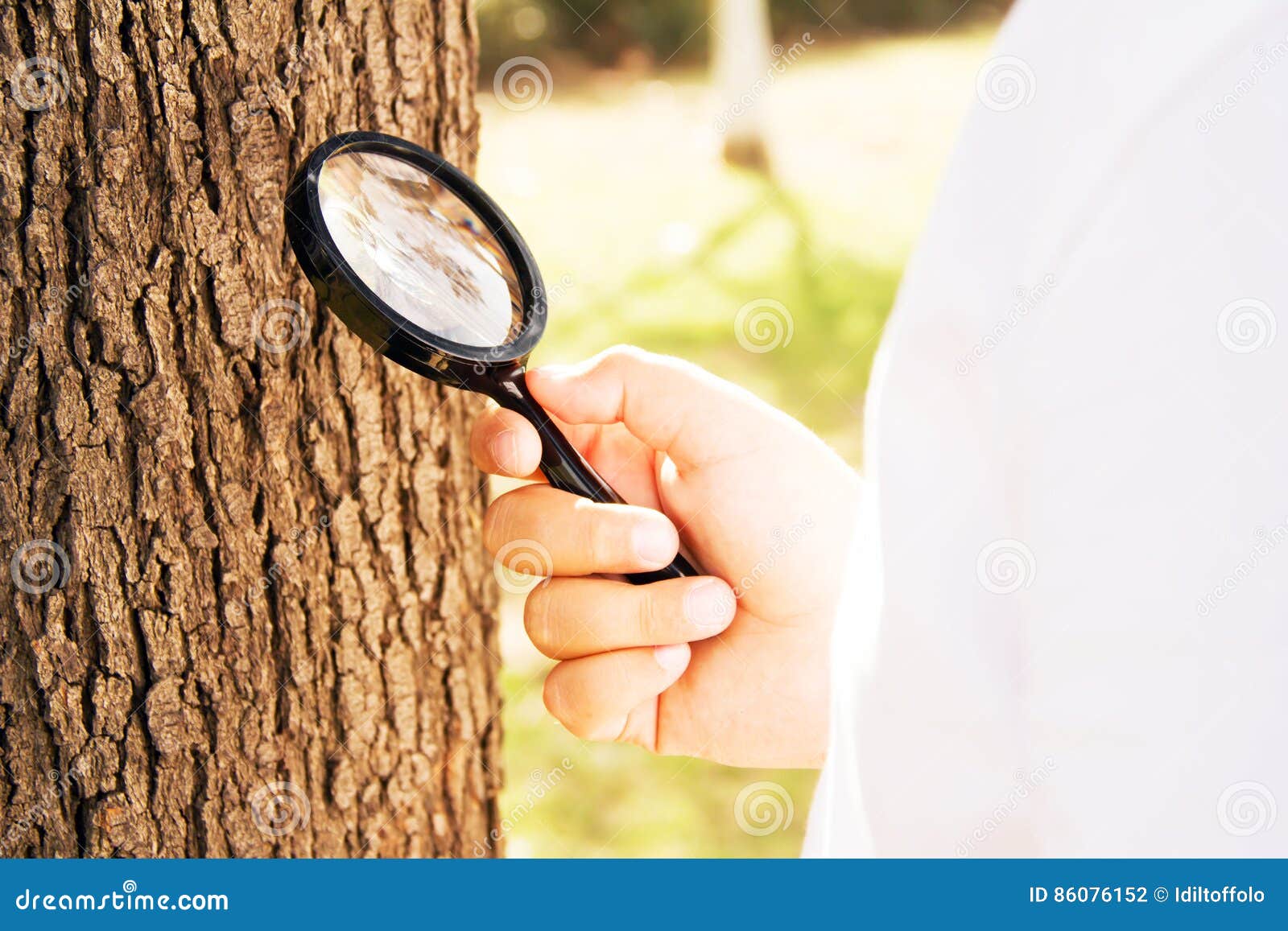Child Examines the Tree with Magnifying Glass Stock Photo - Image of ...