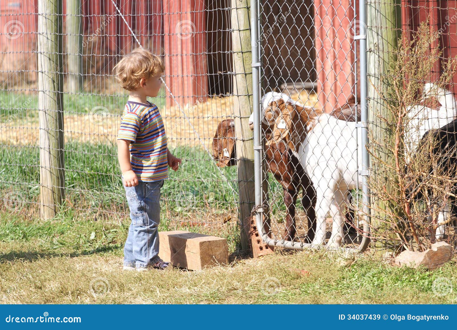 Child on a farm stock image. Image of lamb, child, farm - 34037439