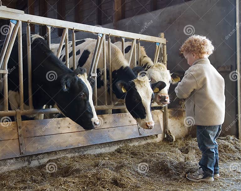 Child farmer and cows stock image. Image of cute, farmer - 11329215