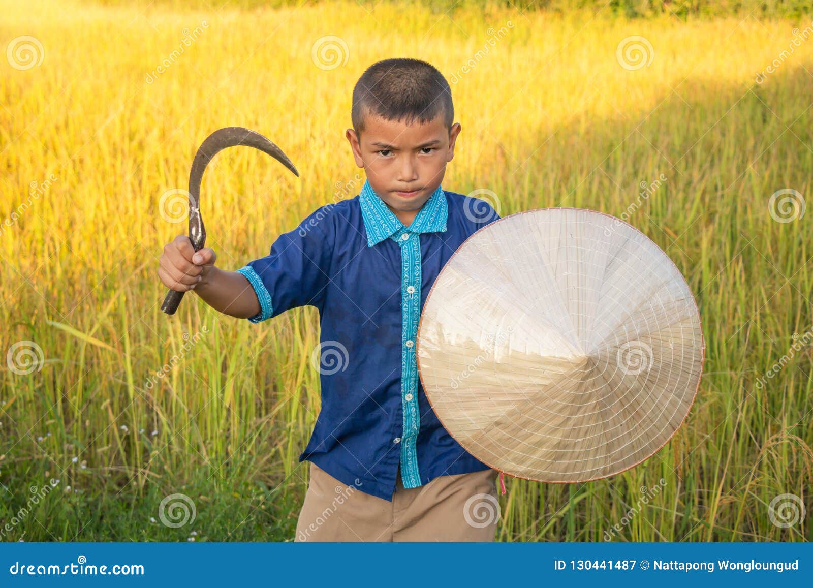 Child Farmer is Harvesting Rice. Stock Image - Image of pattern, field ...