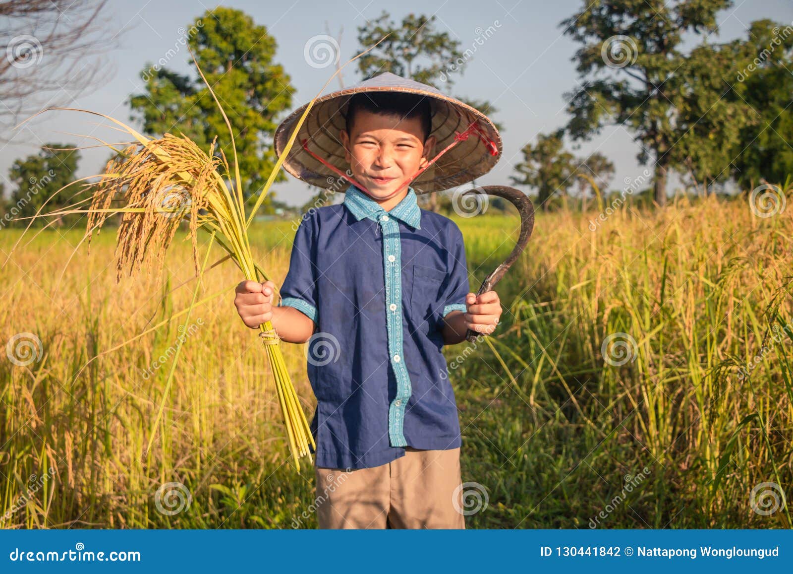 Child Farmer is Harvesting Rice. Stock Photo - Image of concept ...