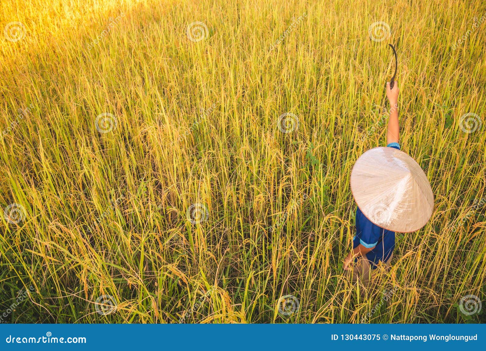 Child Farmer is Harvesting Rice. Stock Image - Image of boys, harvest ...