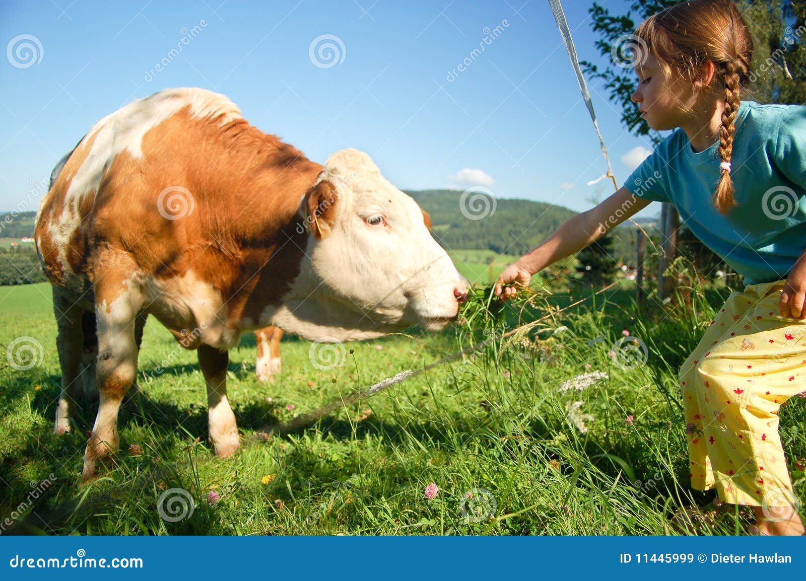 Child feeding a Cow stock image. Image of horizontal - 11445999