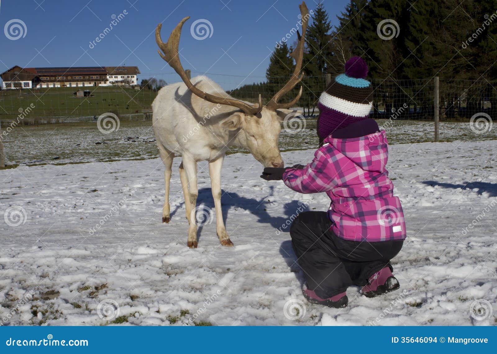 Child Feeding Deer in Winter Stock Photo - Image of children, wild ...