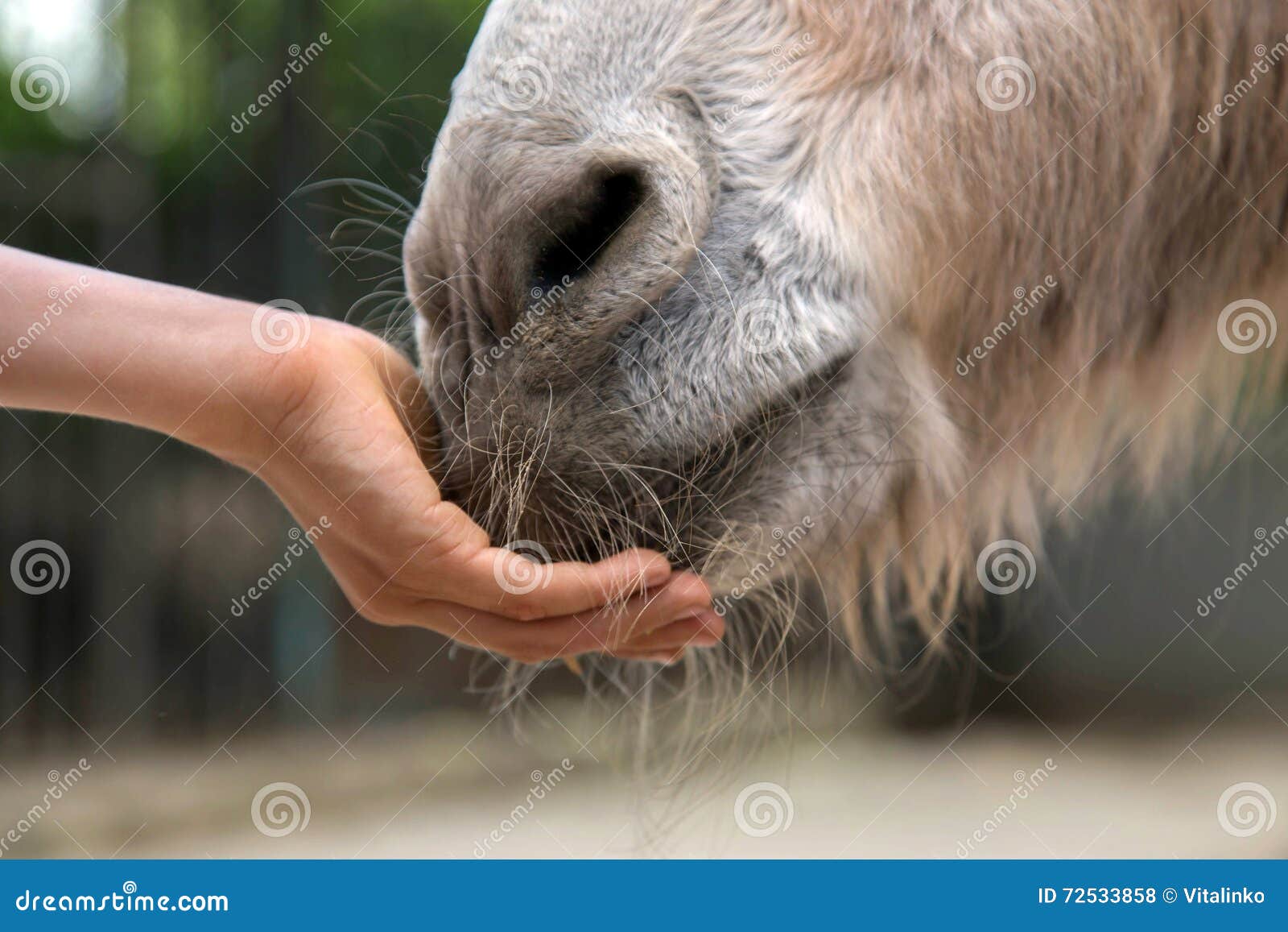 Child Feeding Donkey Close Up. Stock Photo - Image of child, concept ...