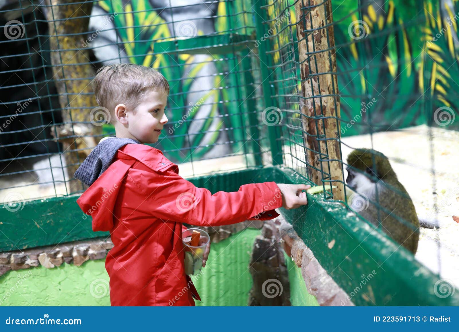 Child Feeding Monkey with Cucumber Stock Image - Image of natural, male ...