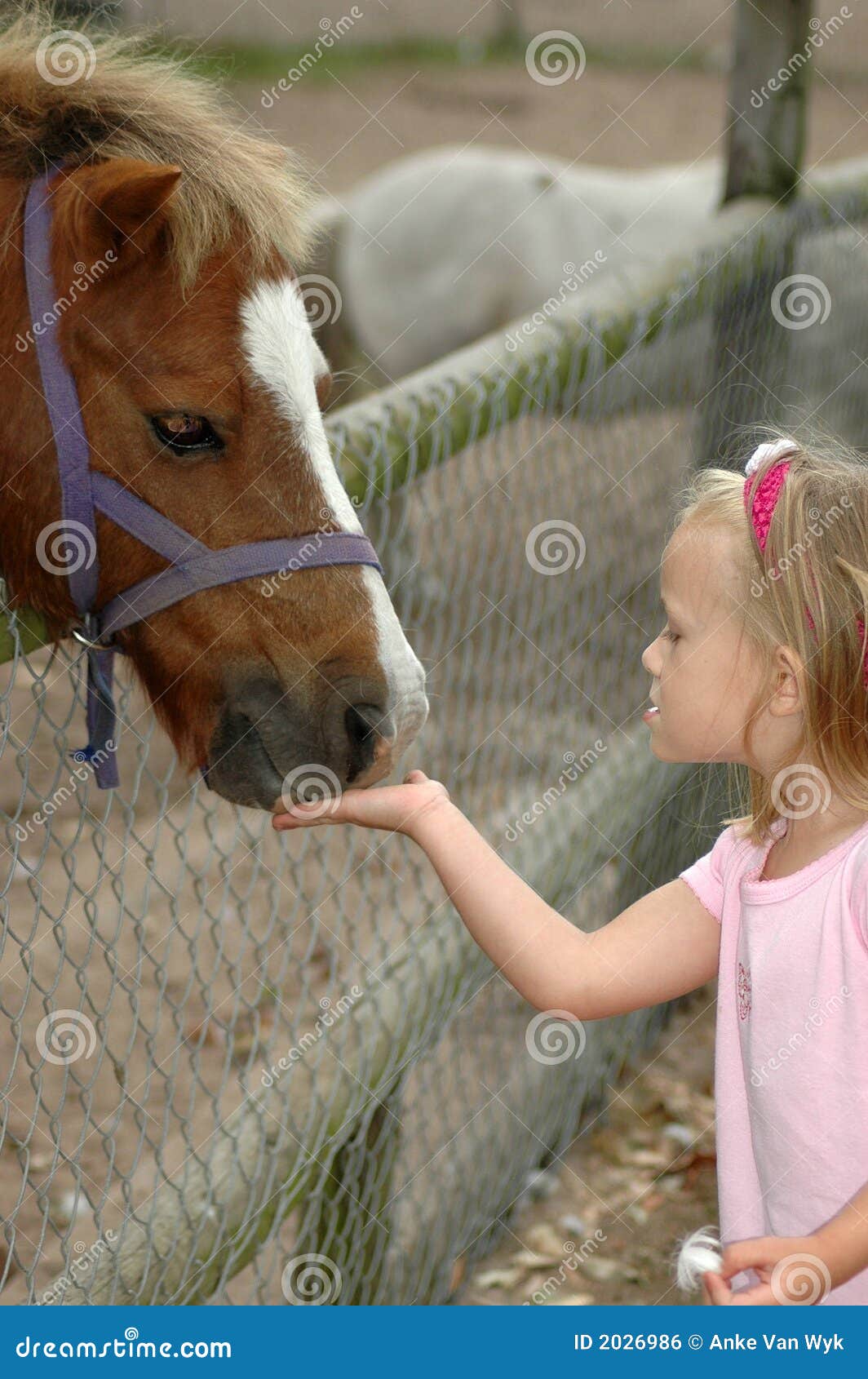 Child feeding pony stock photo. Image of enjoy, fearless - 2026986